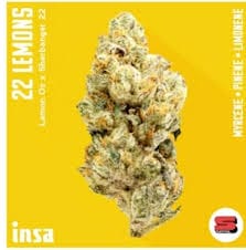 Introducing Insa Large Pack Flower - Insa
