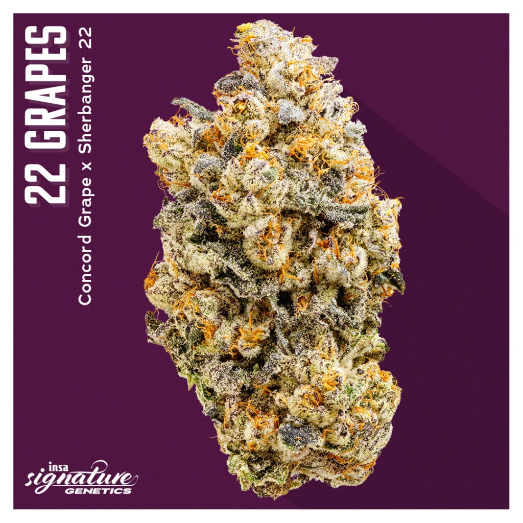 Our First Insa Pennsylvania Dispensary Is Now Open